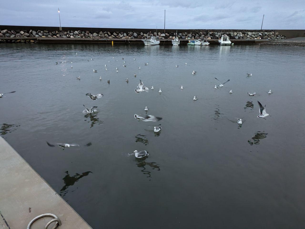 No.570869 今朝の様子。🪿☁🐐 100羽… - (株)キャンバス【4575】の掲示板 2024/10/04〜2024/10/06 - 株式掲示板 - Yahoo!ファイナンス
