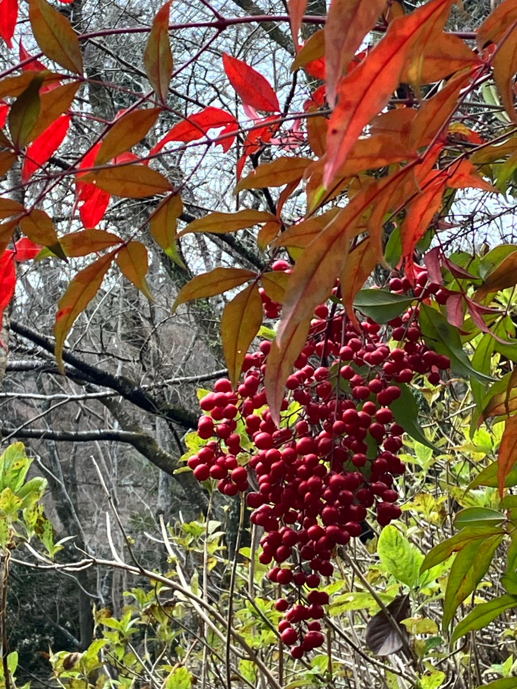No.170009 難を転じる🙏 - パランティア・テクノロジーズ【PLTR】の掲示板 2026/01/04〜 - 株式掲示板 - Yahoo ...
