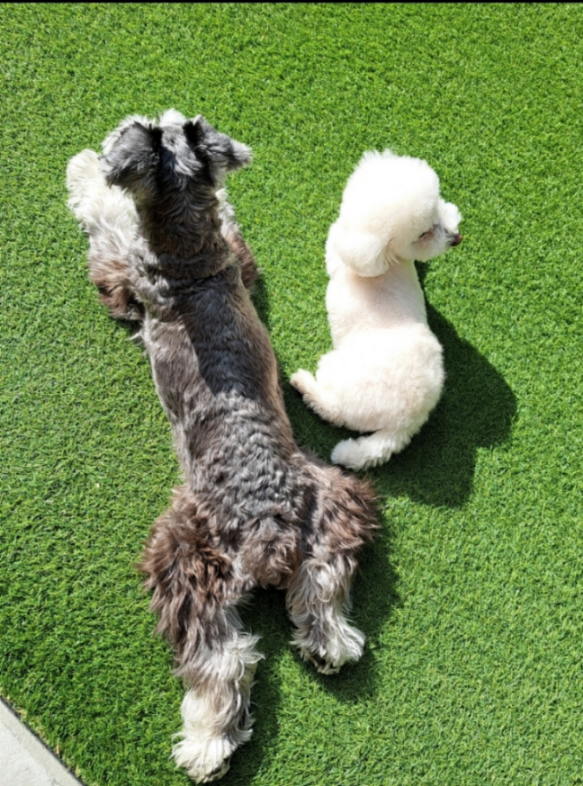 No.57017 さて…庭で日向ぼっこしてるから… - Café ☕〖☺️SMILE☺️〗の掲示板 - 株式掲示板 - Yahoo!ファイナンス