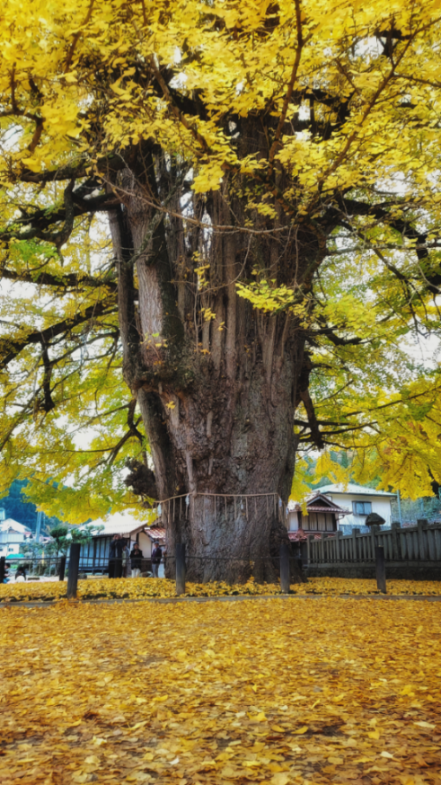 No.135772 今年も、パーワースポット行って… - 住友ファーマ(株)【4506】の掲示板 2025/11/21〜 - 株式掲示板 - Yahoo!ファイナンス