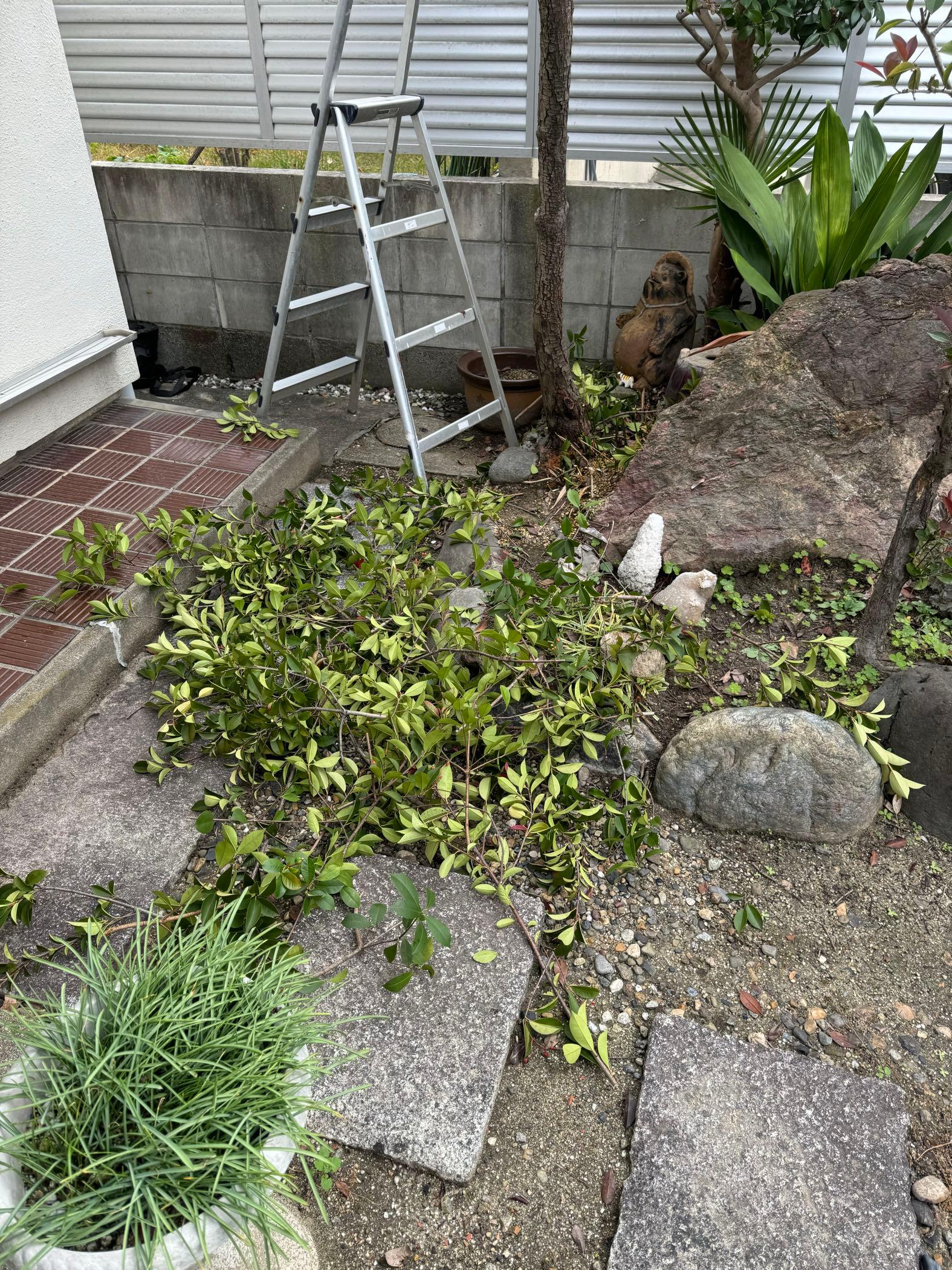 No.602506 早朝から伐採じゃぁあああああ！ - (株)フォーサイド【2330】の掲示板 2024/11/16〜2024/11/19 - 株式掲示板 - Yahoo!ファイナンス