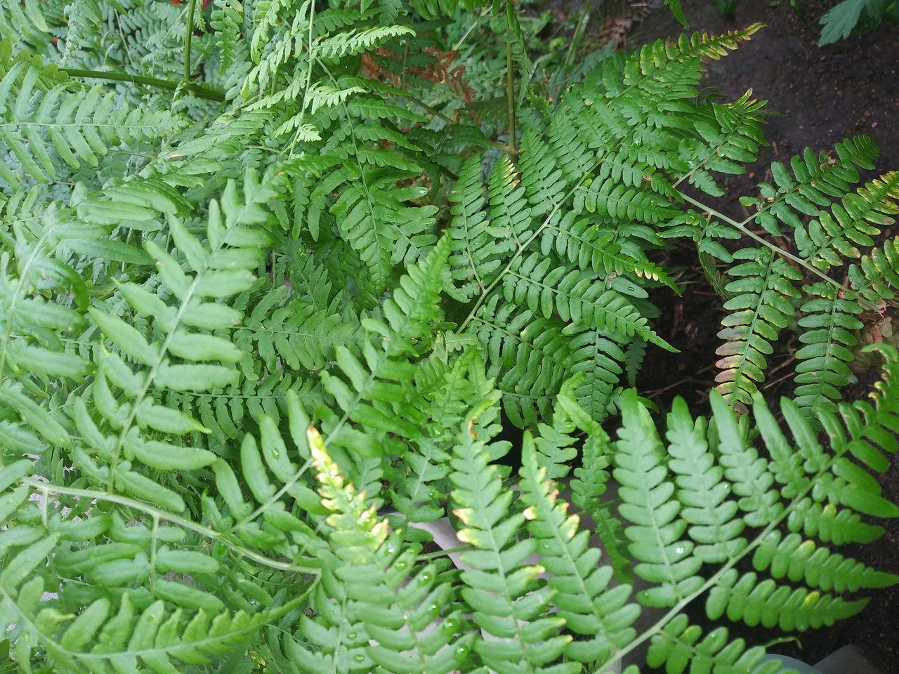 No.4682 ワラビなう🗻 - 日日是好日の掲示板 - FX、為替掲示板 - Yahoo!ファイナンス