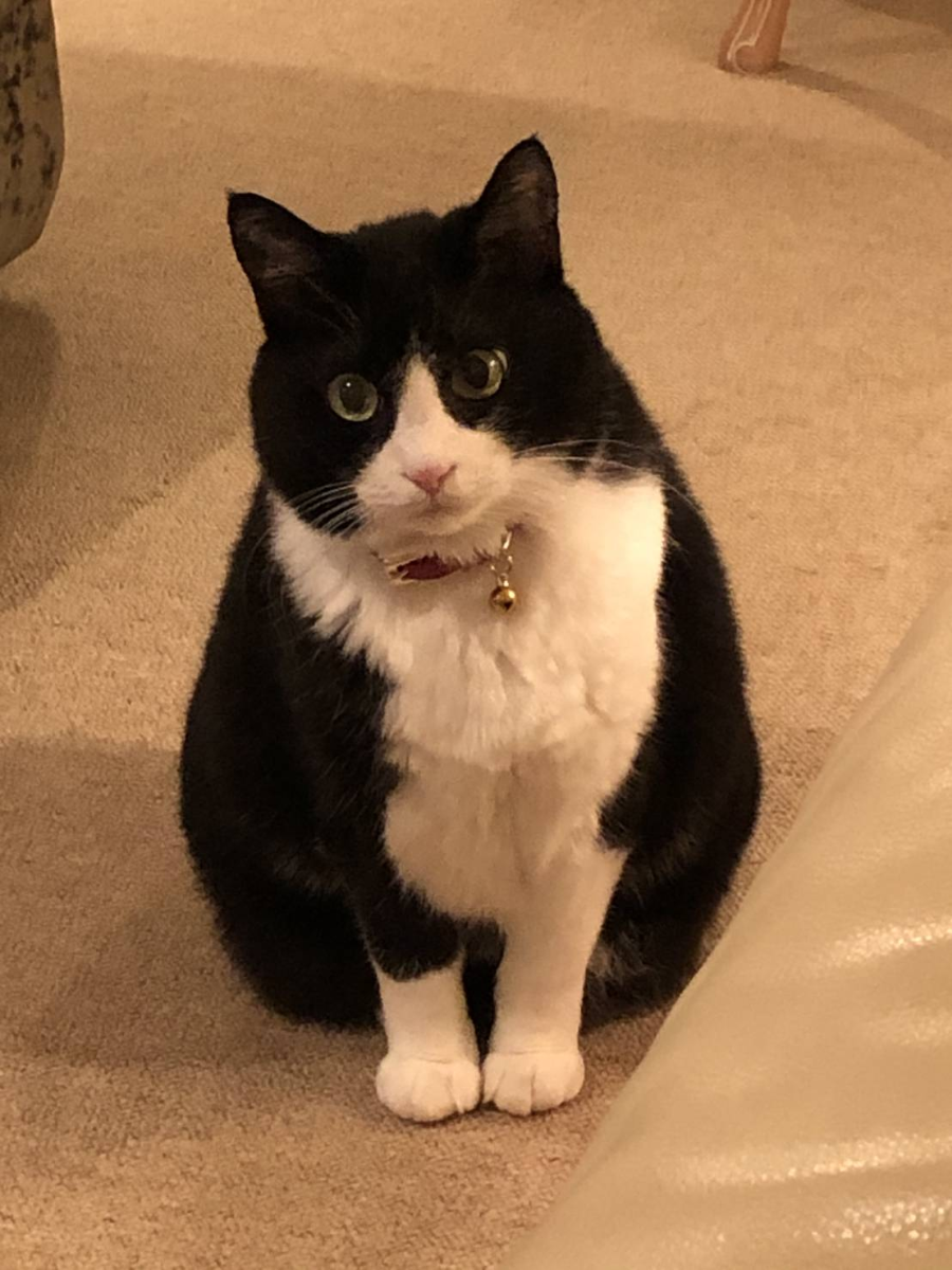 No.22314 22222おめでとうございます… - 月と雲と…黒幕の部屋の掲示板 - 株式掲示板 - Yahoo!ファイナンス