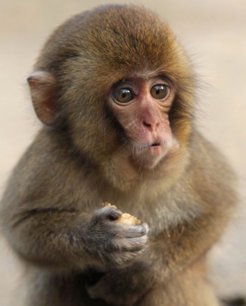 No.20460 うむうむぅ - サノヤスホールディングス(株)【7022】の掲示板 2016/07/20 - 株式掲示板 - Yahoo ...